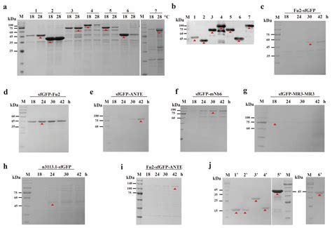Visual And High Efficiency Secretion Of Sars Cov 2 Nanobodies With Escherichia Coli