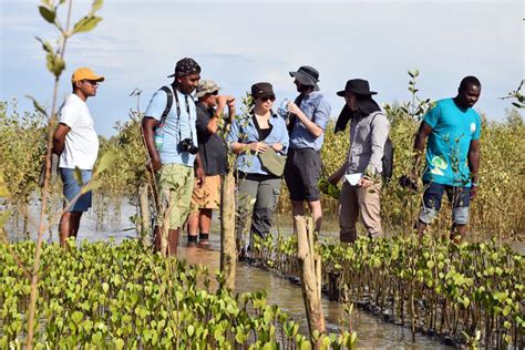 Priyanka Jagtap On Linkedin New Mangrove Planting Model Offers Hope For Successful Restoration