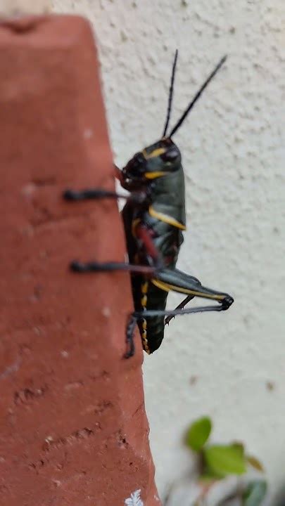 Grasshopper Youtube Grasshopper Youtube