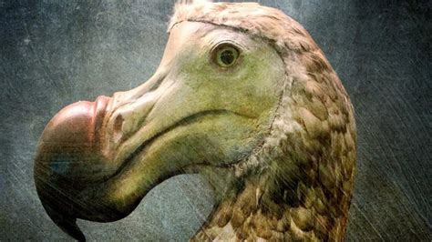 scientists on the real reason dodo birds went extinct