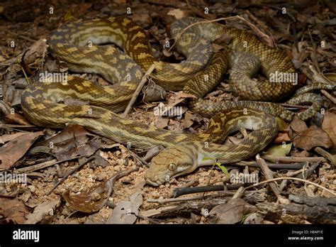 Amethythine Scrub Python Morelia Amethistina Iron Range National