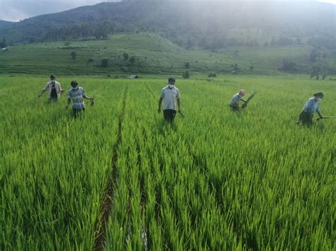 ကွတ်ခိုင်မြို့နယ်အတွင်း ကိုဗစ် ၁၉ စီးပွားရေးကုစားမှုအစီအစဉ် Cerp အရ စိုက်ပျိုးထားသော လယ်ကွင်းမ