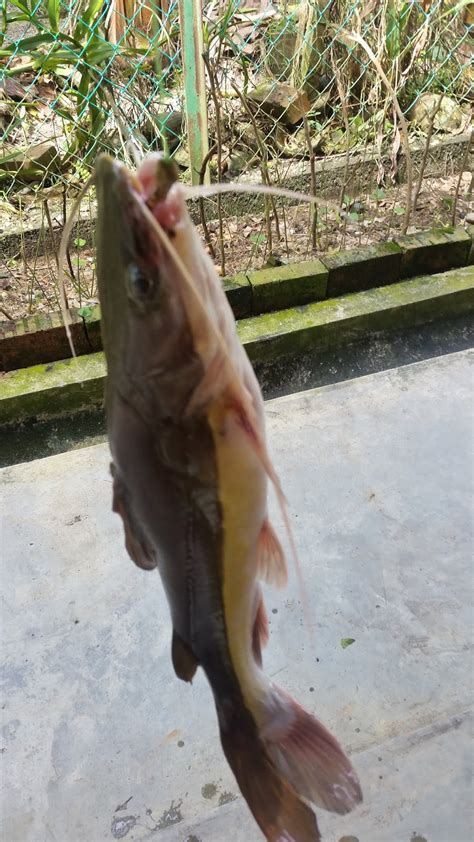 Warisan Petani Ikan Baung