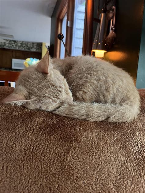 Since Rcsharp Is On Blackout Still Im Asking Here What Are Some