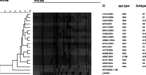 Dendrogram Created By The Unweighted Pair Group Method Using Average
