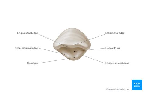 Incisors Definition Shape Function Kenhub
