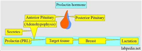 Prolactin Hormone Function