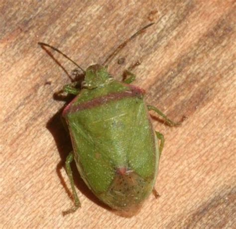 Red Shouldered Stink Bugs The Daily Garden Red Shouldered Stink Bugs The Daily Garden
