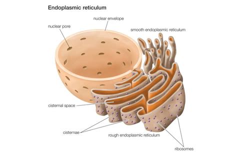 The Structure And Function Of The Endoplasmic Reticulum