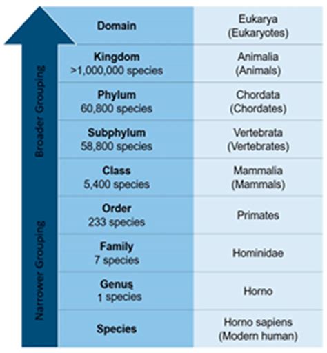 Human Taxonomy Chart