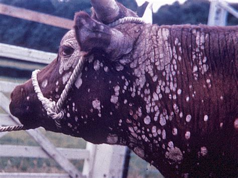Trichophyton Mycology University Of Adelaide