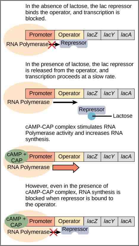 What Is The Difference Between Positive And Negative Gene Regulation