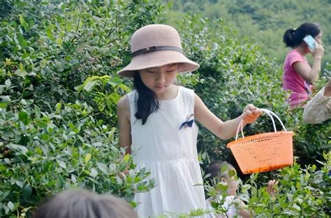 认领一棵蓝莓树坐等果实采摘时 十佳蓝莓认领家庭有你吗 搜狐大视野 搜狐新闻