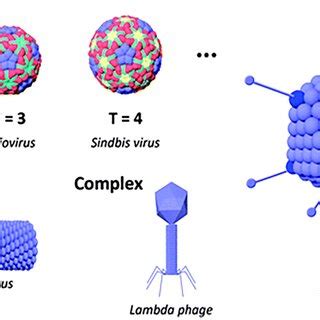 Sample virus structures ¹³ Reproduced with permission Download Scientific Diagram