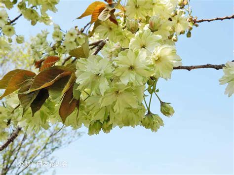 御衣黄 桜図鑑公益財団法人日本花の会