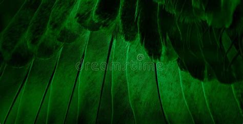 Green Feather Pigeon Macro Photo Texture Or Background Stock Image