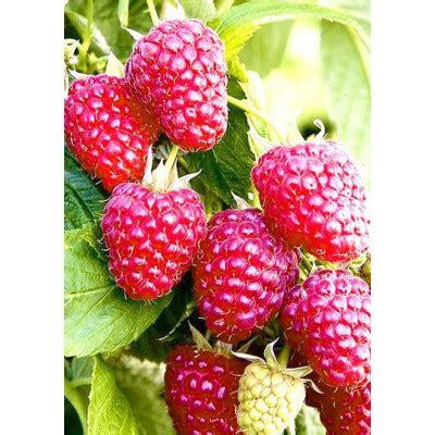 Купить Ягодные в Крыму интернет-магазин Эко-Сад 24