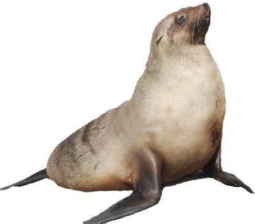 The Australian Fur Seal