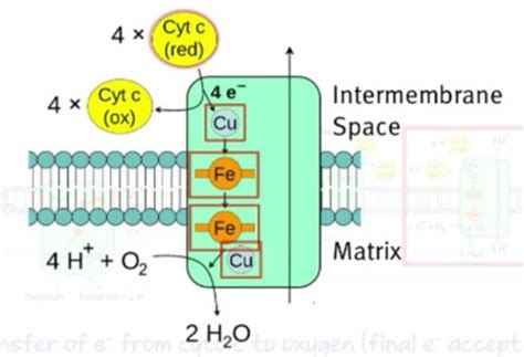Mcat Biochemistry Flashcards Quizlet