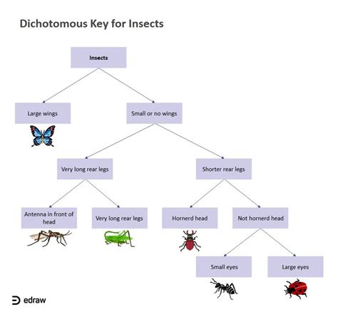 Dichotomous Key Examples
