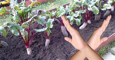 Які овочі не можна садити після буряка щоб не залишитись без врожаю