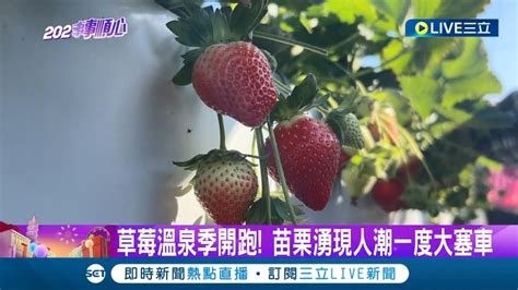 草莓溫泉季開跑 元旦連假苗栗湧現人潮一度大塞車 遊客多採草莓後泡湯放鬆｜記者 黃孟珍 謝昀蓁 陳秉豪｜【玩樂freestyle
