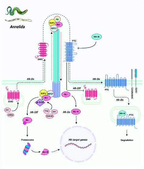 The Predicted Scheme Of The Hedgehog Signaling Pathway In Annelids The