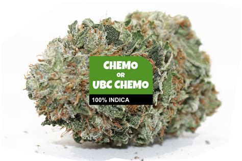 Chemo Cannabis Strain Profile Ratings And Reviews The Chronic Beaver