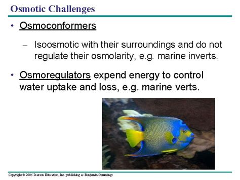 Chapter 44 Osmoregulation And Excretion Copyright 2005 Pearson