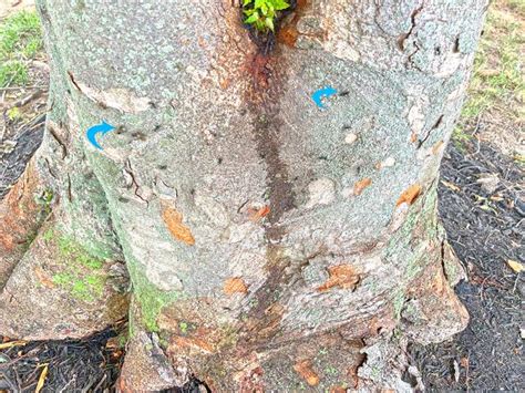 Cowleys Pest Services Pests We Treat Photo Album Tree Infested With Carpenter Ants In