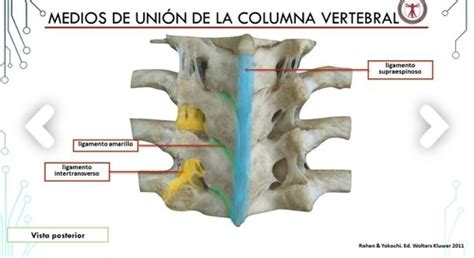 Anatomía Del Ligamento Amarillo Ligamentos Amarillos Vet Anatomy