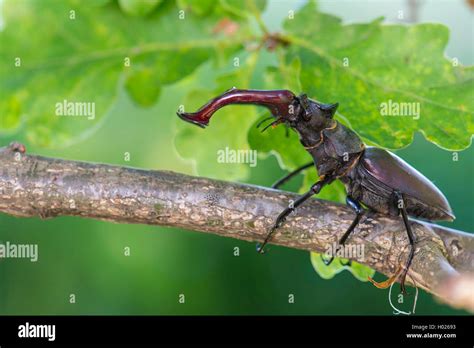 Stag Beetle European Stag Beetle Lucanus Cervus Male On A Branch