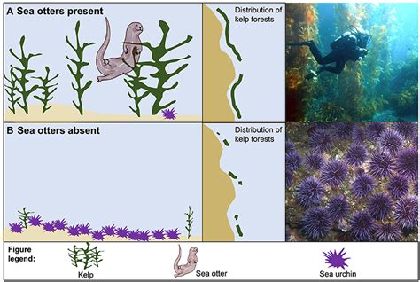 Protecting Our Oceans Why The Definition Of Biodiversity Matters