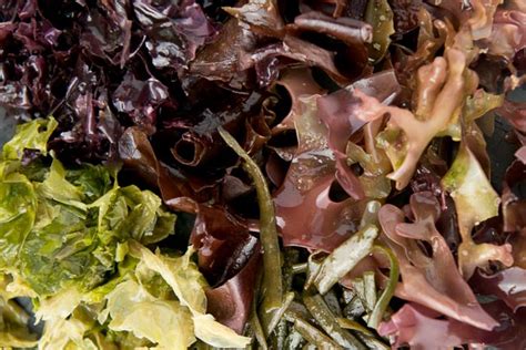 Seaweeds Uk Identification And Examples Of Uk Seaweed Pierdom