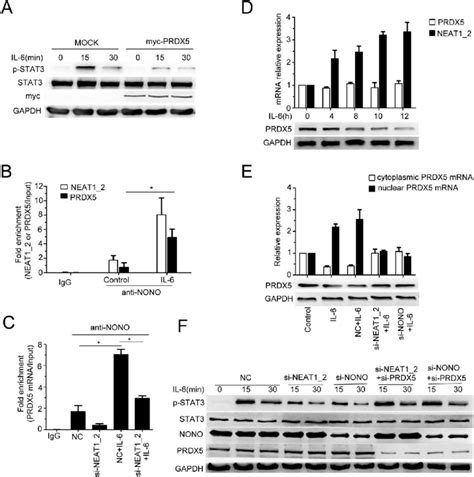 paraspeckle promotes il 6 induced stat3 phosphorylation through