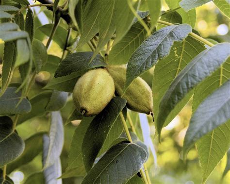 11 Species Of Walnut Trees For North American Landscapes