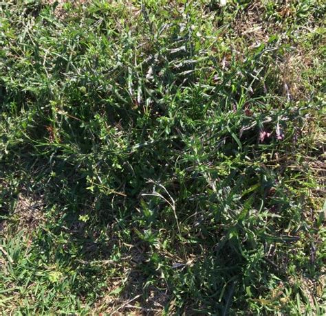 Pasture Weed Control Colquitt County Ag Report