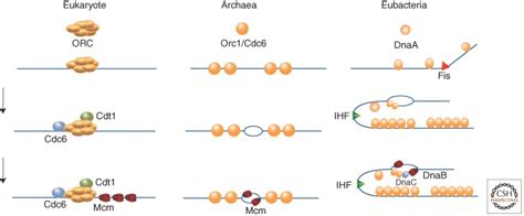 Dna Replication Origins Pmc