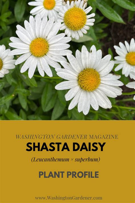 Shasta Daisy Leucanthemum × Superbum Plant Profile