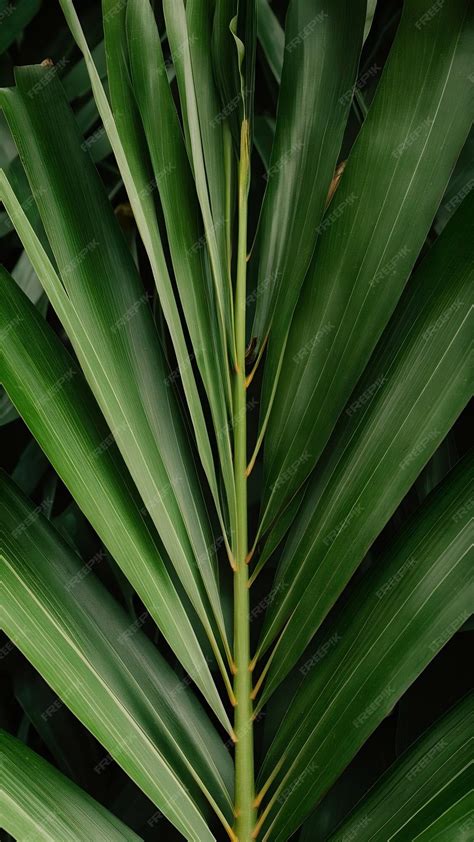 Green Leaves Of Nipa Palm On Transparency Background Png Premium Ai Generated Image