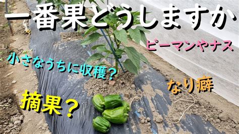 ナスやピーマンの一番果の摘果 YouTube