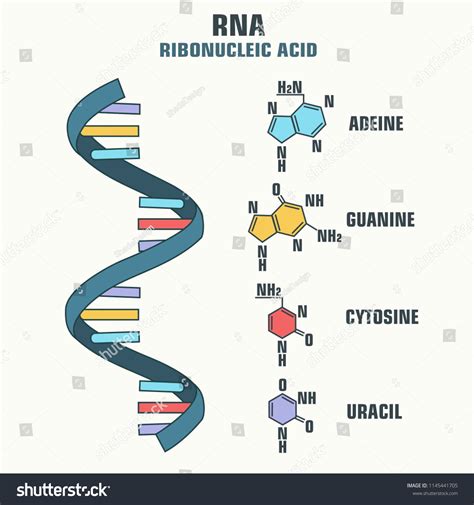 Rna Picture Images Stock Photos D Objects Vectors Shutterstock