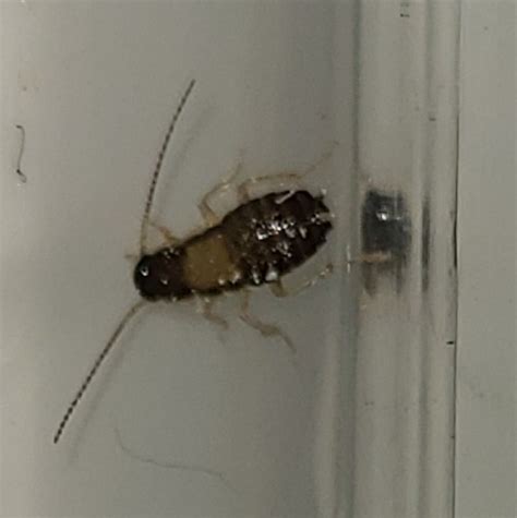 Roach Rwhatsthisbug