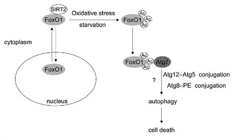 Cytosolic Foxo1 Regulates Autophagy Through Binding To Atg7 Foxo1 Is Download Scientific