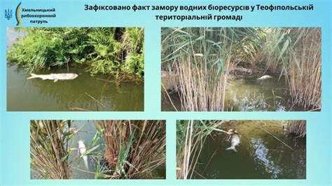 Замор риби зафіксовано у водоймі на Хмельниччині XМ ІНСАЙД