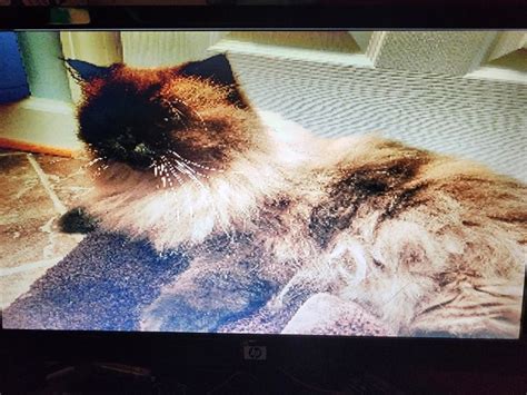 GitHub TrojanPinata Hdmipico Kinda Sort Of Using A Raspberry Pi Pico To Show Images