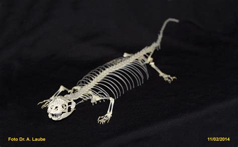 Anatomy And Morphology Of Heloderma