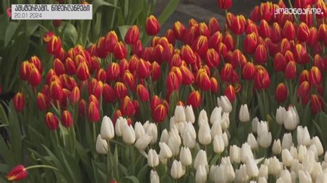 ამსტერდამი ნიდერლანდები