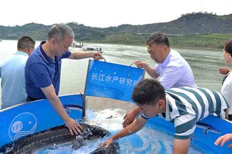 长江所等单位在长江宜宾段开展长江鲟增殖放流活动 长江水产研究所