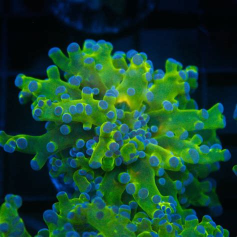 Jc Hulk Octospawn Jersey Corals